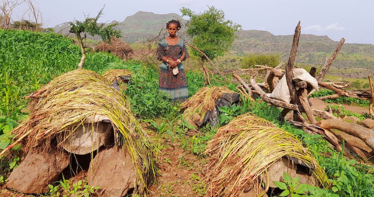 Cash Transfer Enables Livelihood for Ethiopian Mother of Six - Food for ...